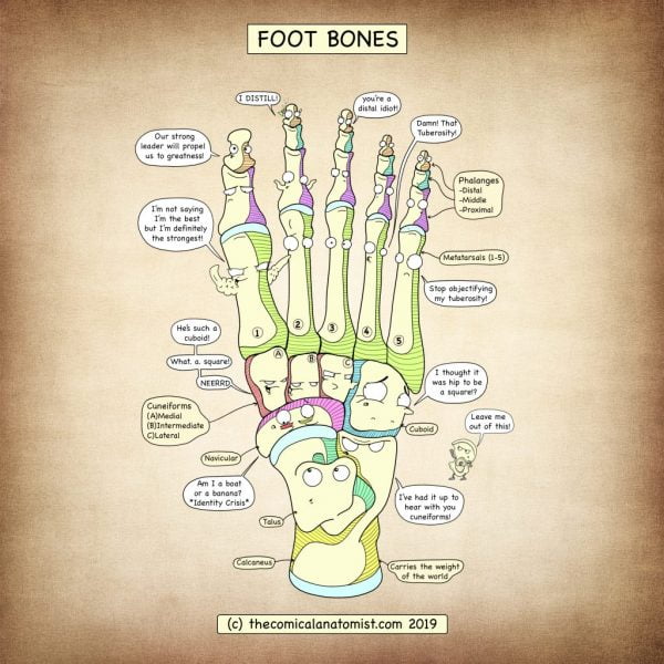 Anatomy of the navicular bone - Auckland Podiatrist, Caron Orelowitz